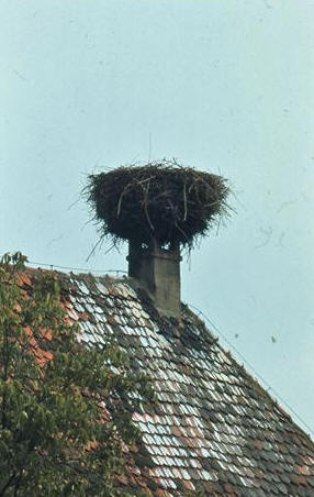 HERZO BASE – Page 2 – ARMY BARRACKS